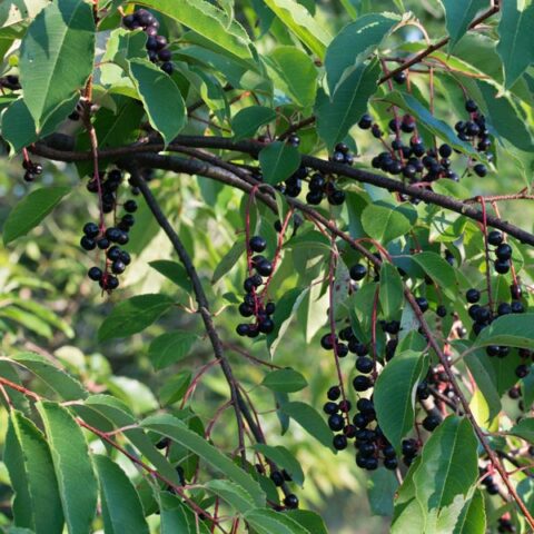 Oak Trees | Milam's Tree Service of Atlanta, GA