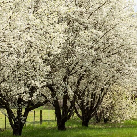 American Beech Trees | Milam's Tree Service of Atlanta, GA