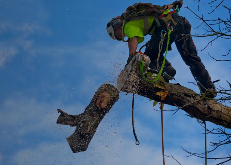 Tree Removal Company in Metro Atlanta
